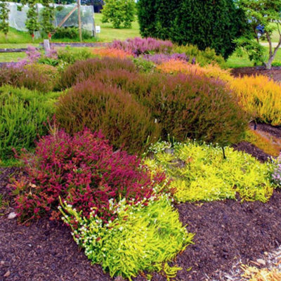 Heather Mix - Collection of Evergreen Garden Plants, Colourful (12 ...