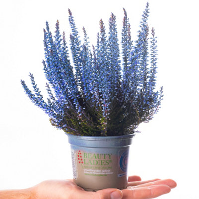 Heather Painted Dark Blue - Dark Blue Colour, Spray Painted Evergreen ...