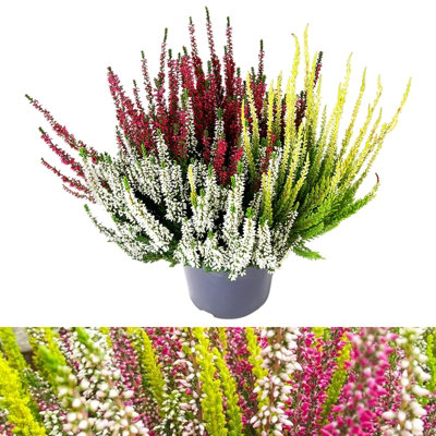 Heather Tricolour in 12cm Pot - Three Calluna Erica Evergreen Plants in ...