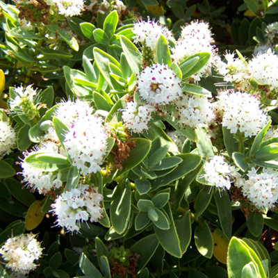 Hebe Albicans Garden Plant - White Flower Spikes, Compact Size, Hardy ...