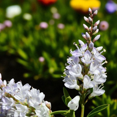 Hebe All Blooms Saronui 3 x 9cm Pot - White Flowering Hardy Evergreen ...