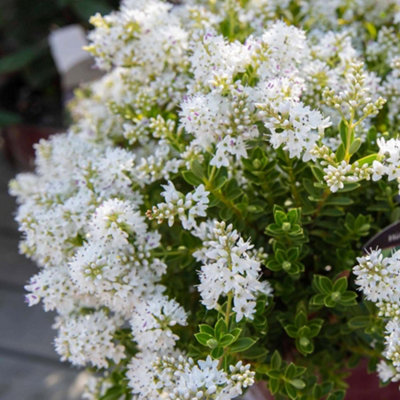 Hebe Buxifolia Garden Plant - White Flowers, Compact Size, Evergreen ...