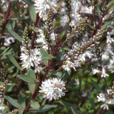 Hebe Champagne Garden Plant - Compact Size, Evergreen Foliage (15-30cm ...