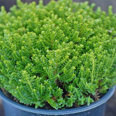 Hebe Emerald Green 9cm Potted Plant x 3