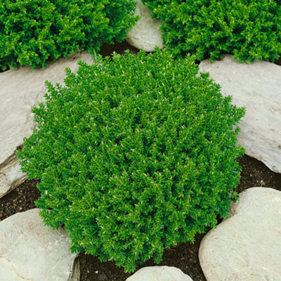 Hebe Emerald Green Garden Plant - Dense Evergreen Foliage, Compact Size ...