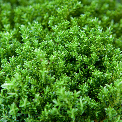 Hebe Emerald Green Garden Plant - Dense Evergreen Foliage, Compact Size ...