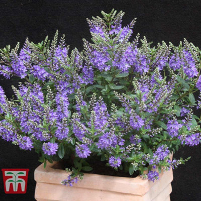 Hebe Garden Beauty Blue 2 Litre Potted Plant x 1