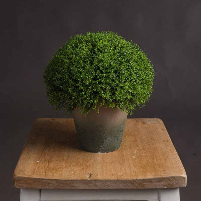 Hebe Globe Pot Artificial Plant - Plastic - L22 x W22 x H25 cm - Green ...