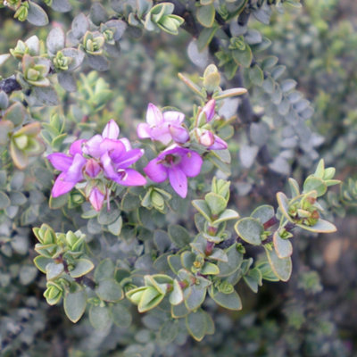 Hebe Quicksilver - Blue-Grey Foliage, Purple Flowers, Evergreen Shrub ...