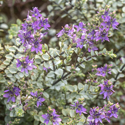 Hebe Quicksilver - Blue-Grey Foliage, Purple Flowers, Evergreen Shrub ...
