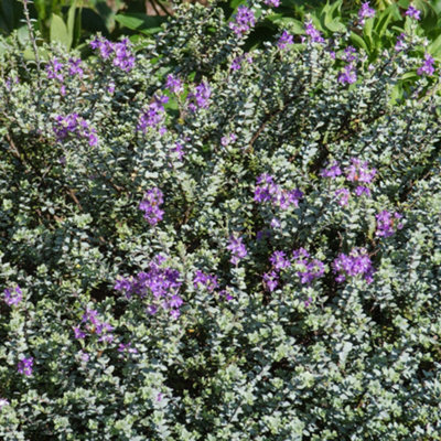 Hebe Quicksilver - Blue-Grey Foliage, Purple Flowers, Evergreen Shrub ...