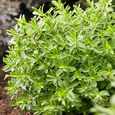 Hebe Rakaiensis - Bright Green Foliage, White Flowers, Evergreen Shrub ...
