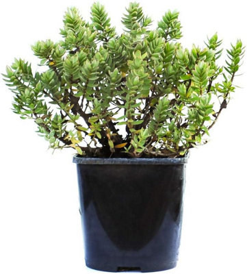 Hebe Red Edge 2 Litre Potted Plant x 1