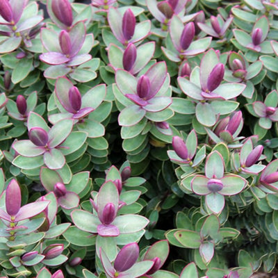 Hebe Red Edge Garden Plant - White Flower Spikes, Red Edged Foliage ...