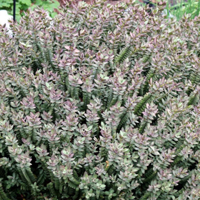 Hebe Red Edge Garden Plant - White Flower Spikes, Red Edged Foliage ...