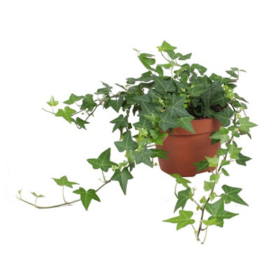 Hed He Anna , 13cm Pot Size , 30cm Tall , Hydrangea , Indoor Houseplant ...