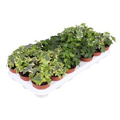 Hed He Mixed, 508cm Pot Size, 5cm Tall, Hedera, Indoor Houseplant