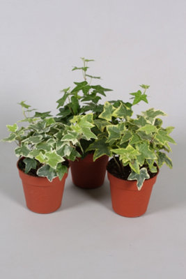 Hed He Mixed, 9cm Pot Size, 5cm Tall, Hedera helix, Indoor Houseplant