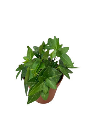 Hed He Shamrock, 9cm Pot Size, 5cm Tall, Sagittaefolia Hedera, Indoor ...