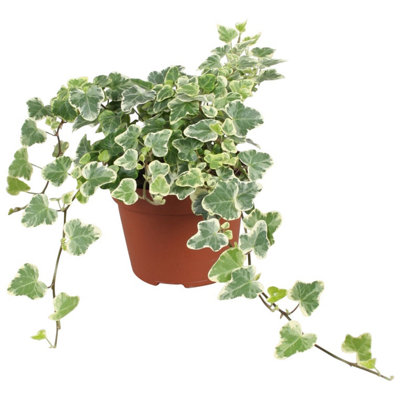 Hed He White Wonder, 13cm Pot Size, 20cm Tall, White Wonder Hedera ...