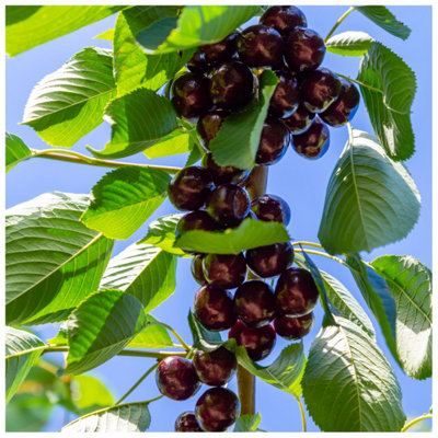 Hedelfinger Cherry Tree 4-5ft Tall in 6L Pot Ready to Fruit. Juicy ...