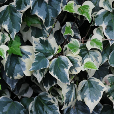Hedera algeriensis Gloire de Marengo - Evergreen Ivy Climber Ground ...