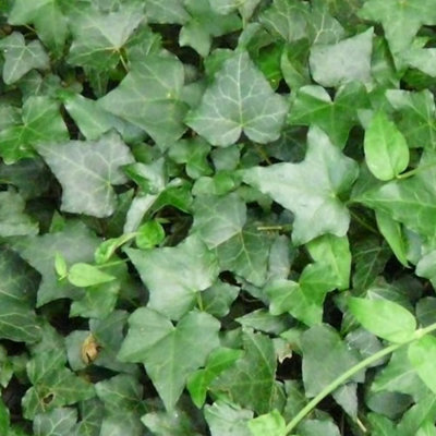 Hedera Green - Trailing Ivy Plant, Ideal for UK Gardens, Climbing ...