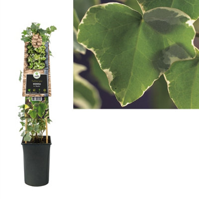 Hedera He Glacier, 17cm Pot Size, 75cm Tall, Ivy, Indoor Houseplant
