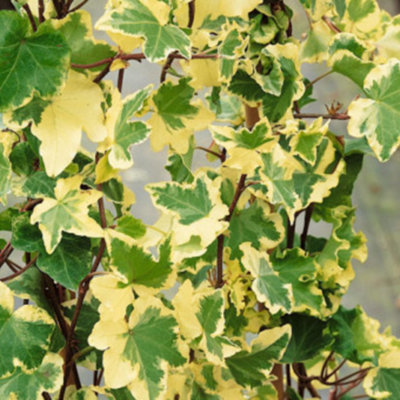 Hedera helix Clotted Cream Ruffled Cream and Green Variegated Evergreen ...