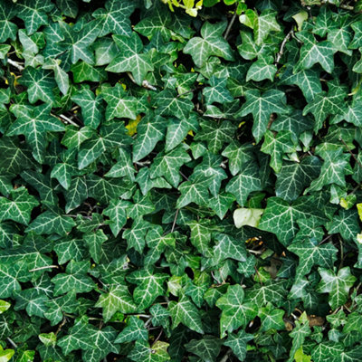 Hedera Helix Common Ivy Evergreen Outdoor Climber Garden Outdoor Plant ...