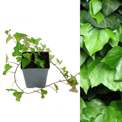 Buy Hedera helix - English Ivy Evergreen Shrub in 9cm Pot - Perfect ...