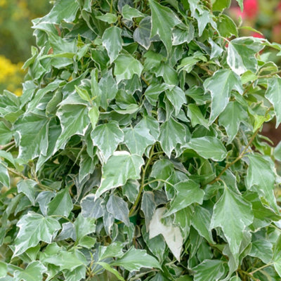 Hedera Helix Glacier Ivy Climbing Evergreen Shrub Outdoor Garden Plant ...