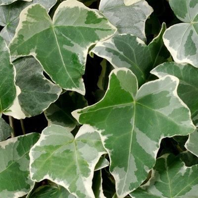Hedera Helix Glacier Ivy Climbing Evergreen Shrub Outdoor Garden Plant ...