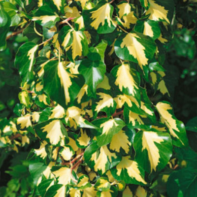 Hedera helix Goldheart Golden Variegated Evergreen Climbing Ivy Plant
