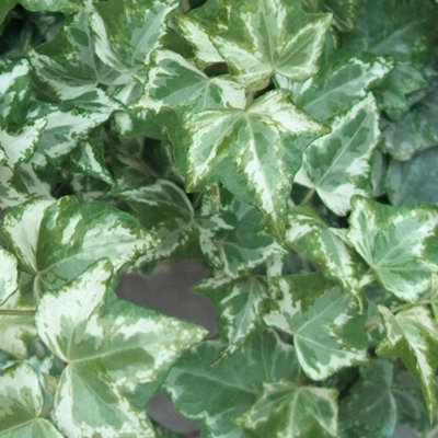 HEDERA HELIX MARBLED WHITE - TRAILING IVY PLANT, IDEAL FOR UK GARDENS ...