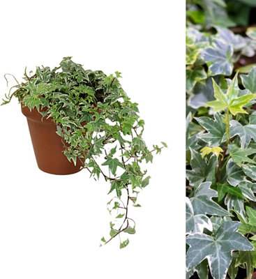 Hedera Helix White Ivy Plant in 15cm Terracotta Pot with Moss - English ...
