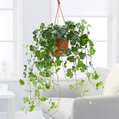 Hedera Helix Wonder English Ivy Trailing Classic 70cm Indoor Plant 19cm ...
