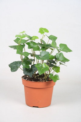 Shop Hedera Hibernica, 13cm Pot Size, 20cm Tall, Ivy, Indoor Houseplant