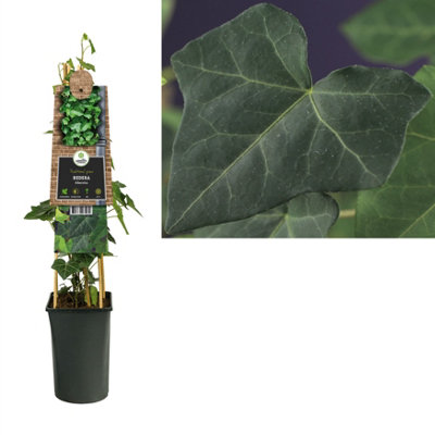 Hedera Hibernica, 17cm Pot Size, 75cm Tall, Ivy, Indoor Houseplant