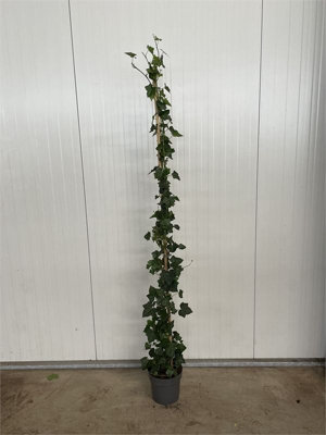 Hedera Hibernica, 21cm Pot Size, 180cm Tall, Ivy, Indoor Houseplant