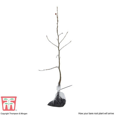 Hedge Beech (Copper/Purple) (Fagus sylvatica Purpurea) 10 Bare Root Plants