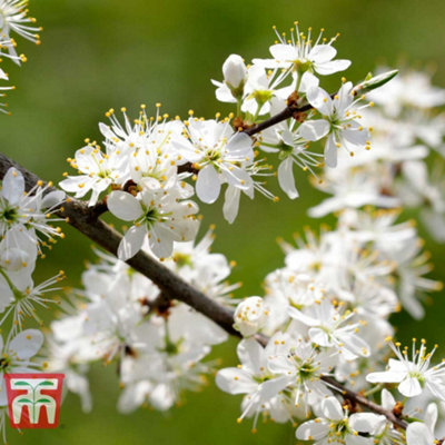 Hedge Blackthorn (Sloe) (Prunus spinosa) 10 bare root plants