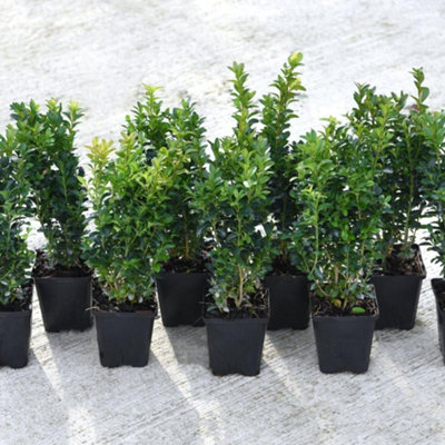 Hedge Box Hedging (Buxus sempervirens) 10 BR 25/30