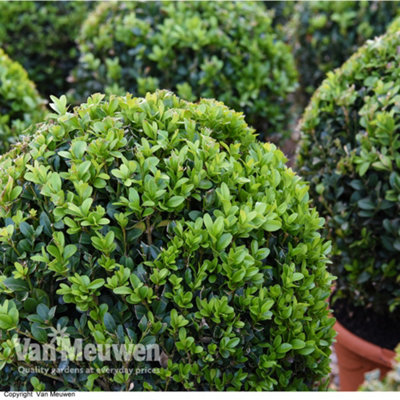 Hedge Box Hedging (Buxus sempervirens) 25 bare root plants