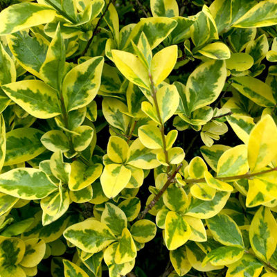 Hedge Golden privet (Ligustrum oval. Aureum) 1 Bare Root Plant