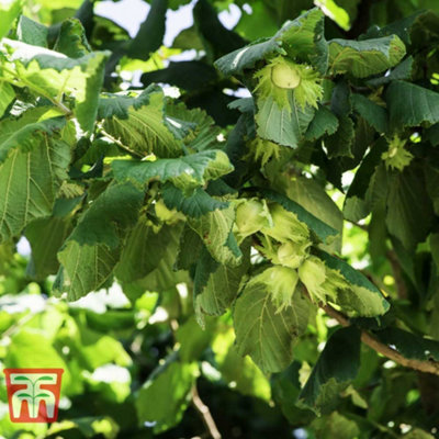 Hedge Hazel (Corylus avellana) 25 bare root plants