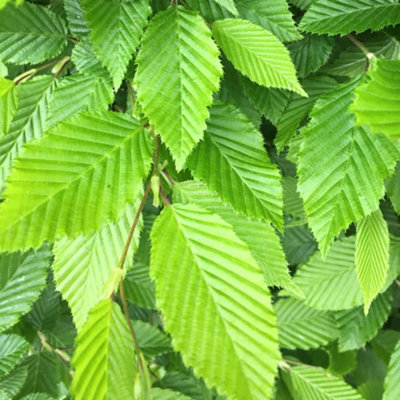 Hedge Hornbeam (Carpinus betulus) 1 Bare Root