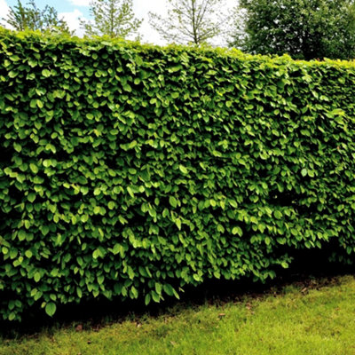 Hedge Hornbeam (Carpinus betulus) 1 BR 40/60