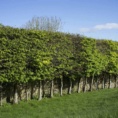 Hedge Hornbeam (Carpinus betulus) 25 bare root plants