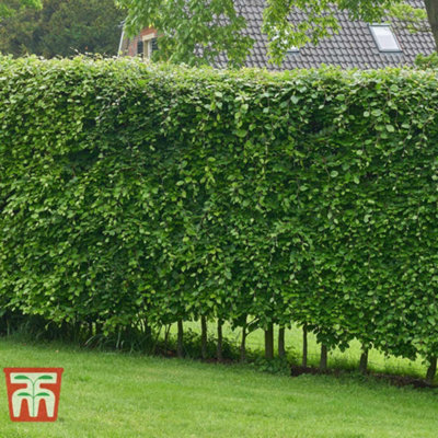 Hedge Hornbeam (Carpinus betulus) 25 bare root plants